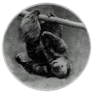 Invisible Mendez - Invisible Mendez – Vicious Sloth Collectables